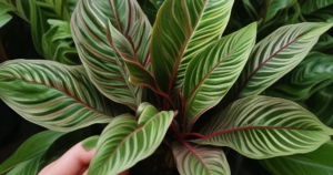 16 Stunning Calathea Varieties - The Garden Gossip