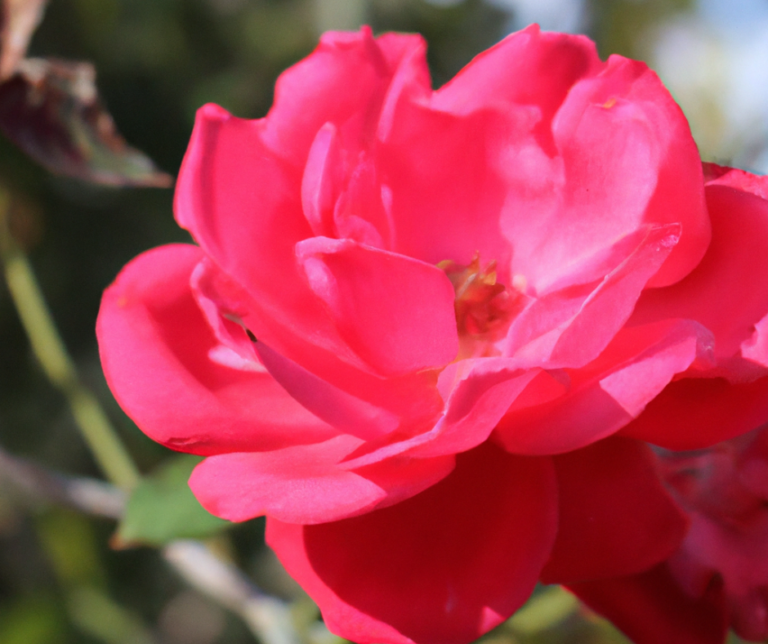 National Flower and Popular Blooms of the Dominican Republic - The ...